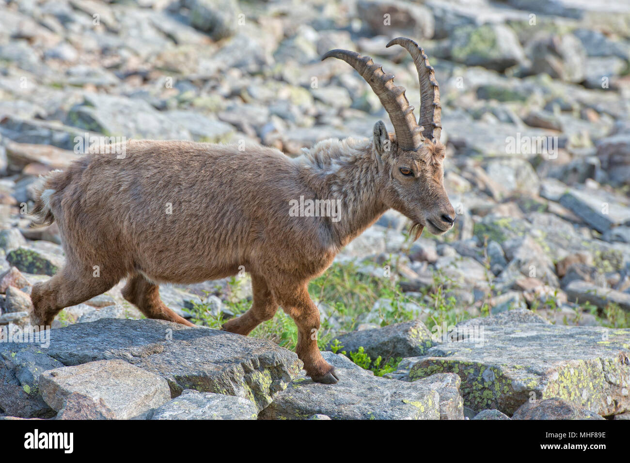 An isolated ibex deer long horn sheep close up portrait on the brown ...