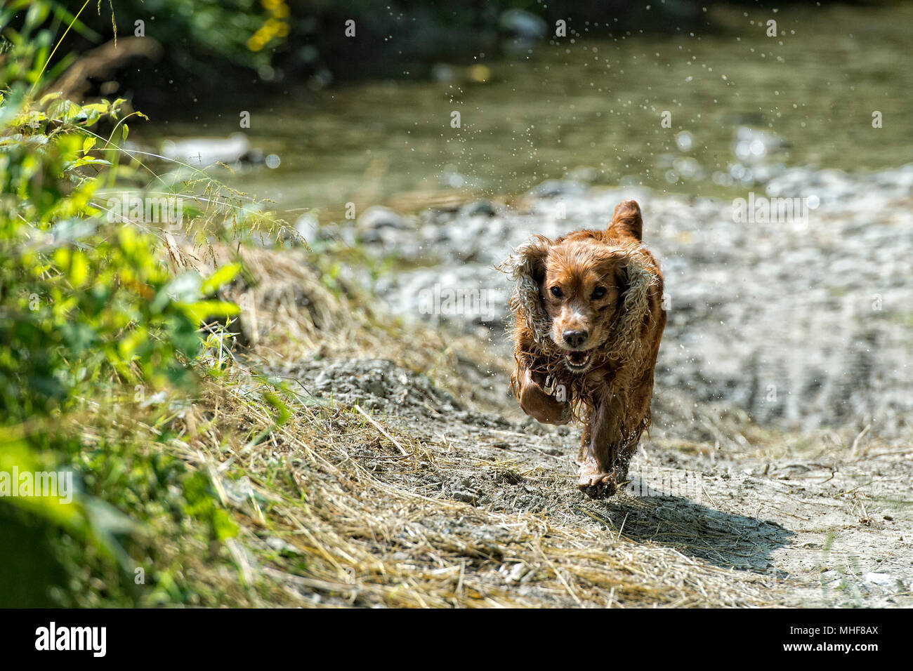 puppy dog cocker spaniel running to you Stock Photo - Alamy