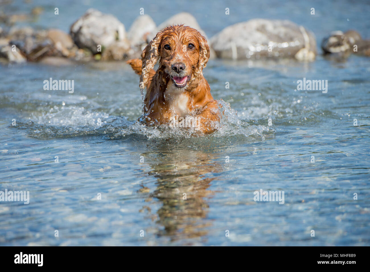 cocker spaniel while running to you in the water Stock Photo - Alamy