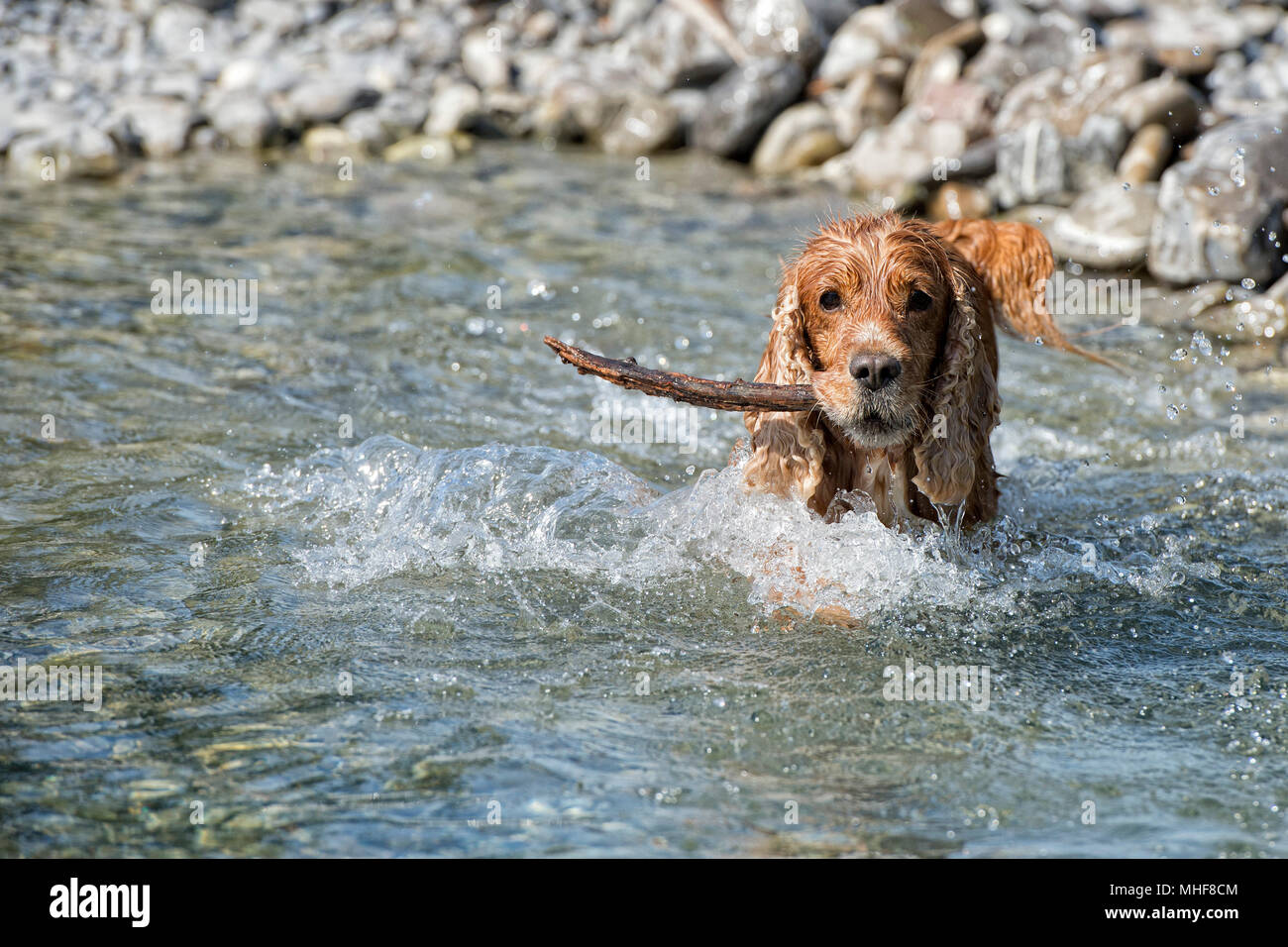Happy english cocker spaniel while playing in the river Stock Photo - Alamy