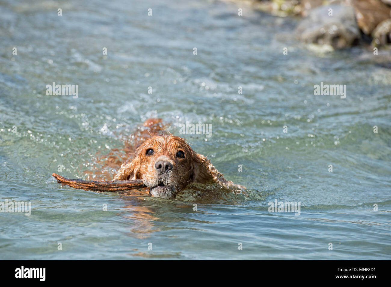 Happy english cocker spaniel while playing in the river Stock Photo - Alamy