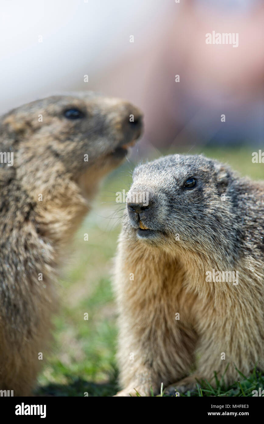 Two Marmot ground hog while fighting Stock Photo - Alamy