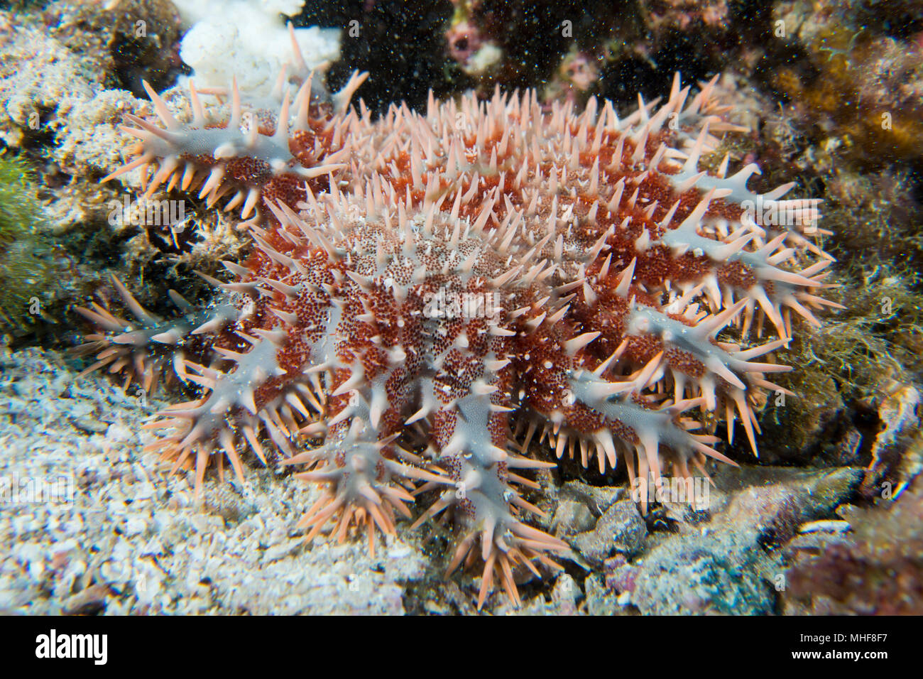 Sea star crown of thorns in Baja California Stock Photo - Alamy