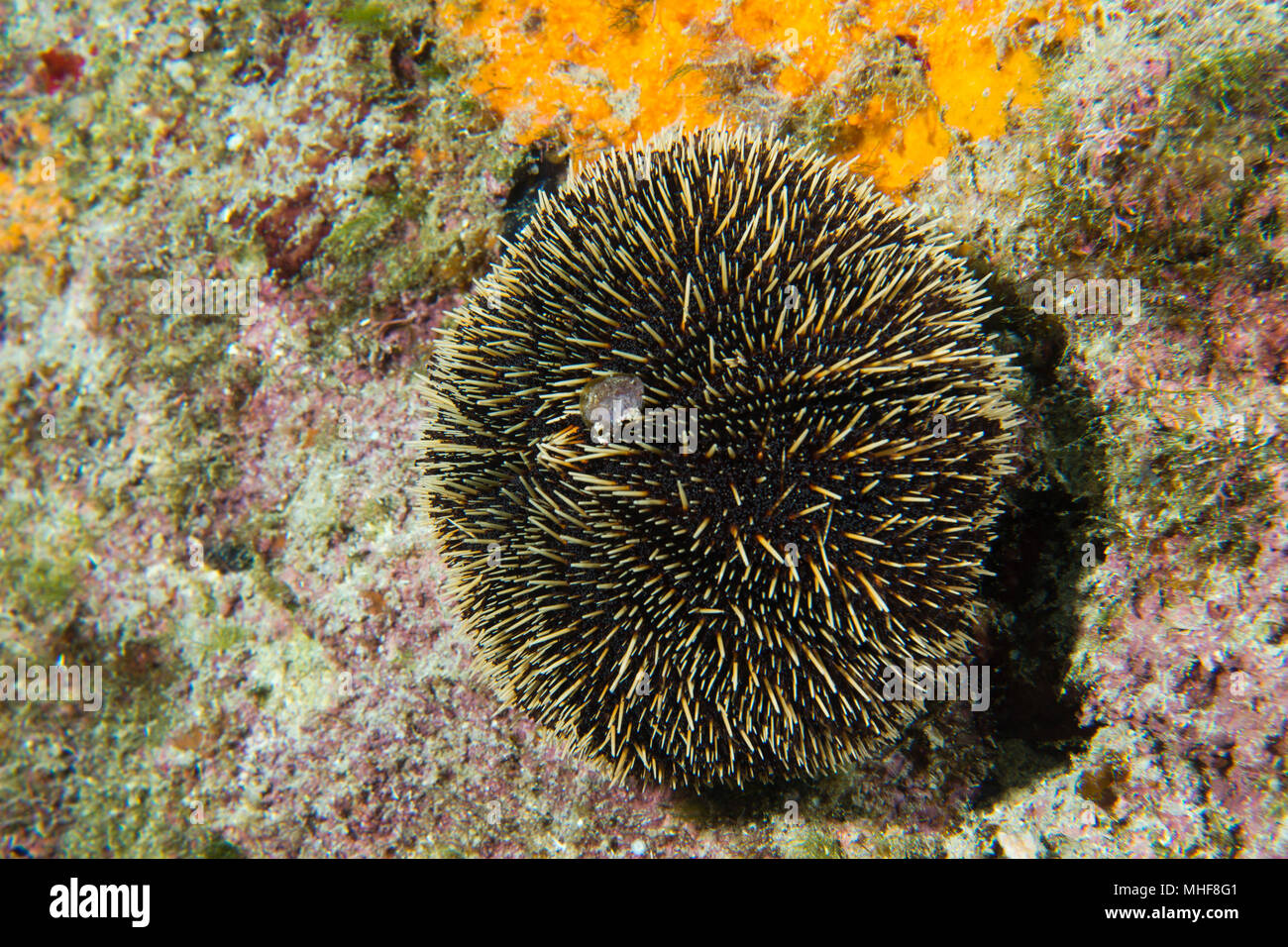 sea urchin close up portrait underwater Stock Photo - Alamy