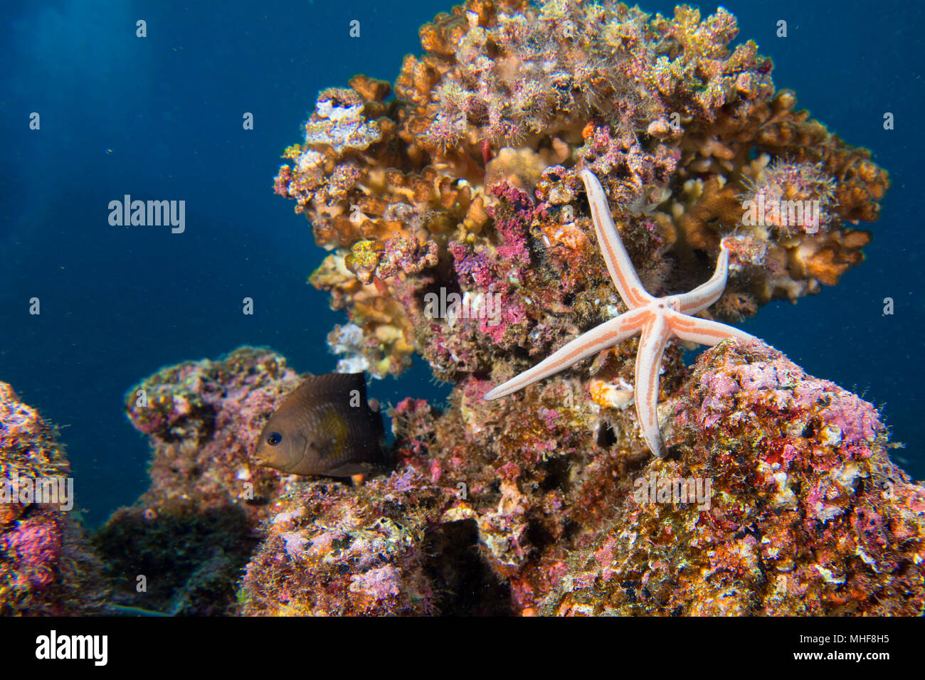 sea stars in a reef colorful underwater landscape background Stock ...