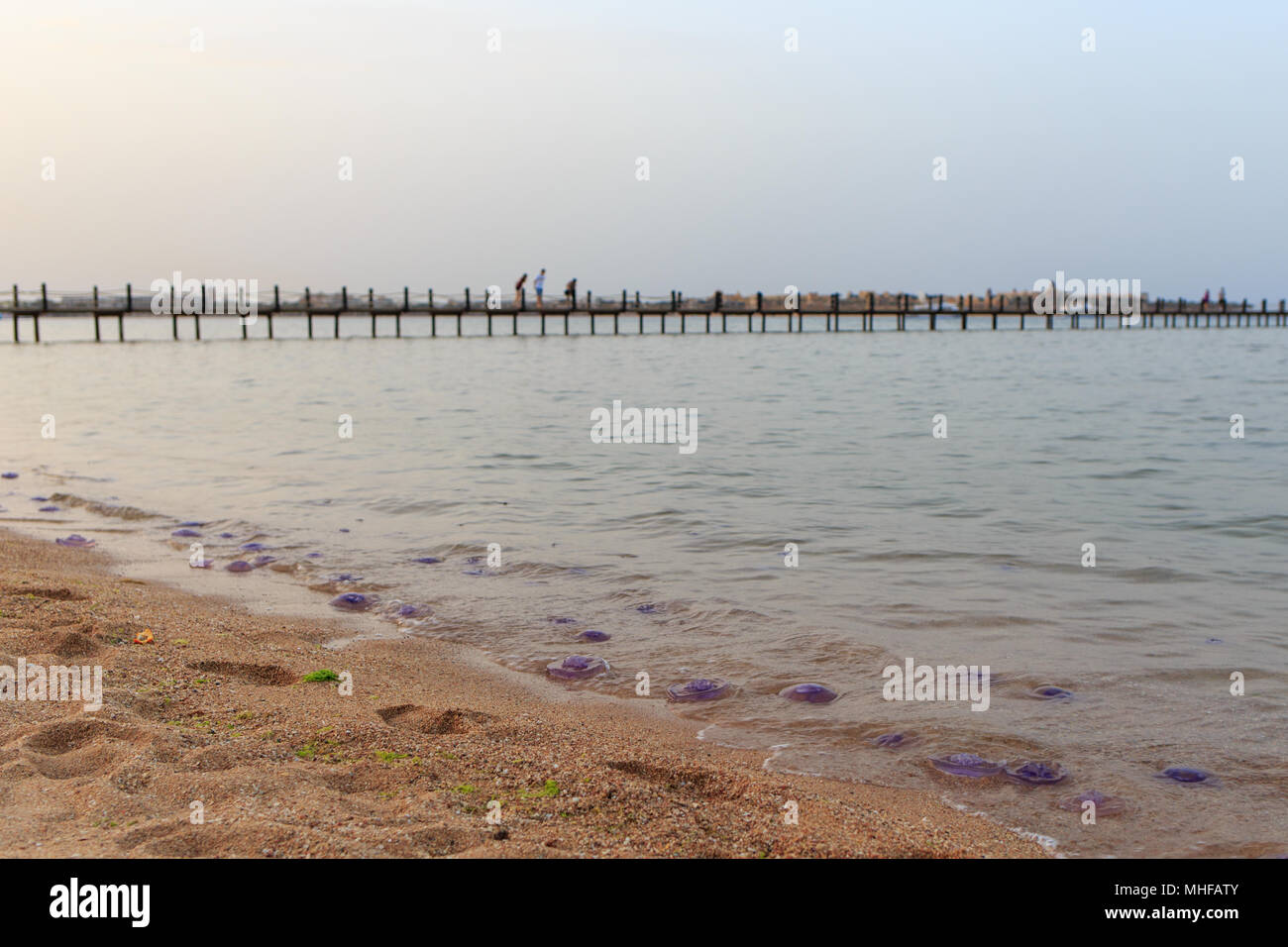 Blue jelly fish on the beach after tide out Stock Photo - Alamy