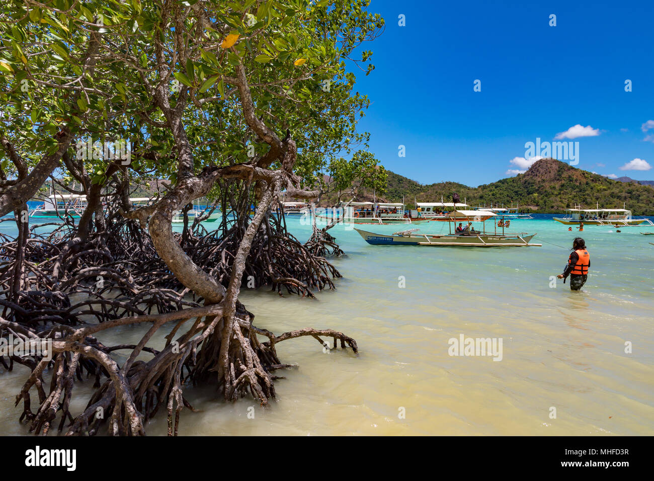 Coron Palawan Philippines April 12, 2018 Mangroves at CYC beach Stock ...