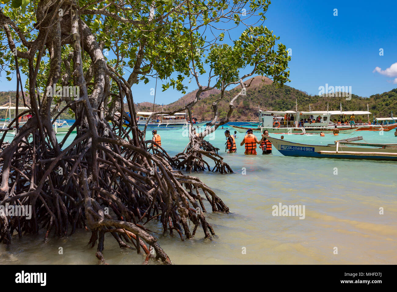 Coron Palawan Philippines April 12, 2018 Mangroves at CYC beach Stock ...