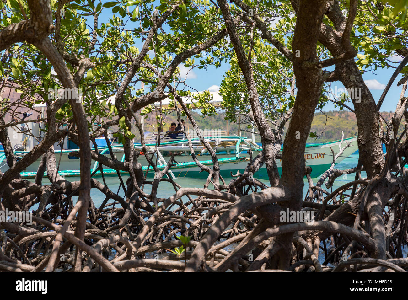 Coron Palawan Philippines April 12, 2018 Mangroves at CYC beach Stock ...