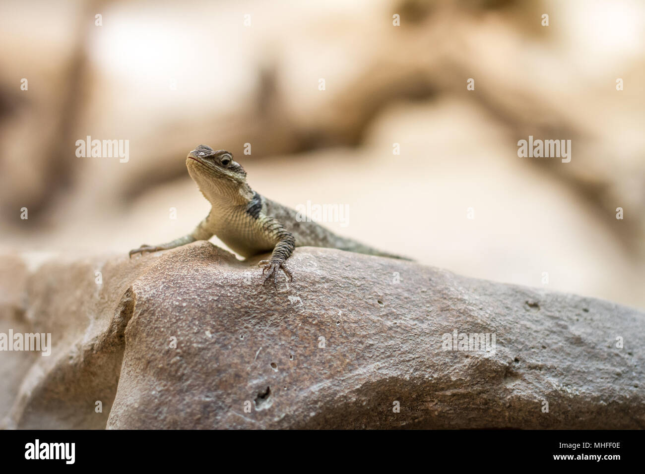 Saurian hi-res stock photography and images - Alamy