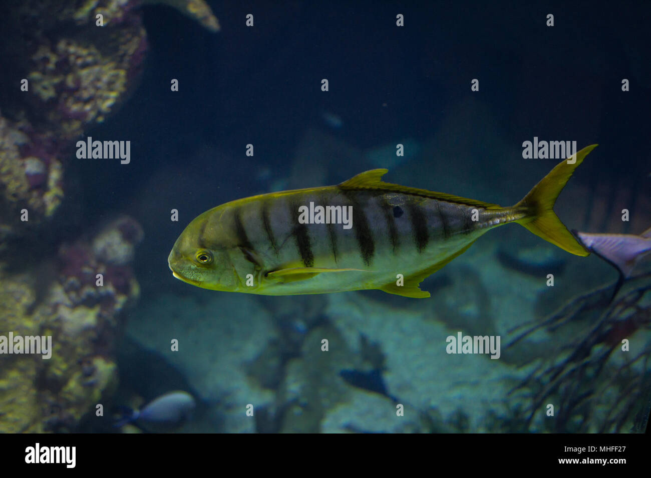 Fish in an aquarium Stock Photo - Alamy