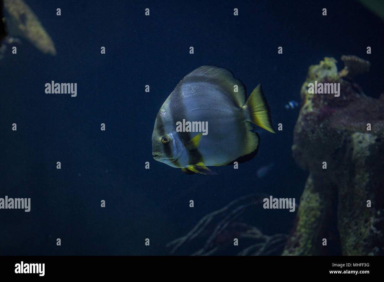 Fish in an aquarium Stock Photo - Alamy