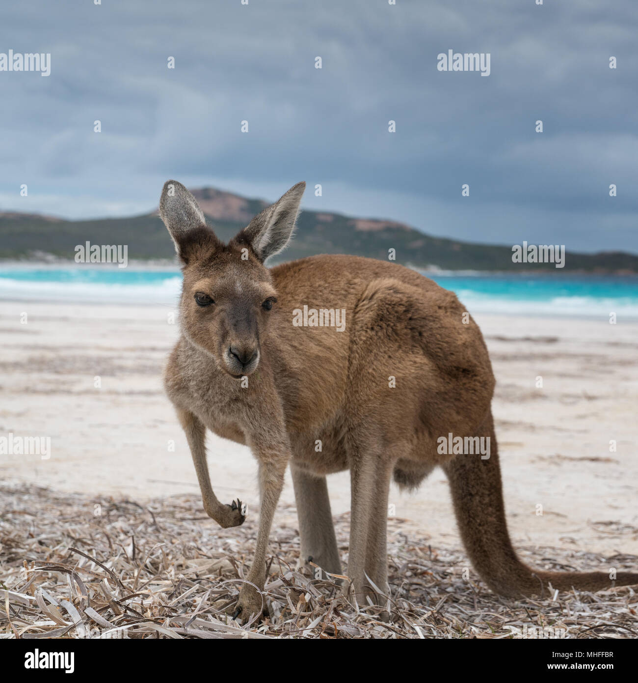 Kangaroos on the white beach of Lucky Bay, Cape Le Grand National Park ...
