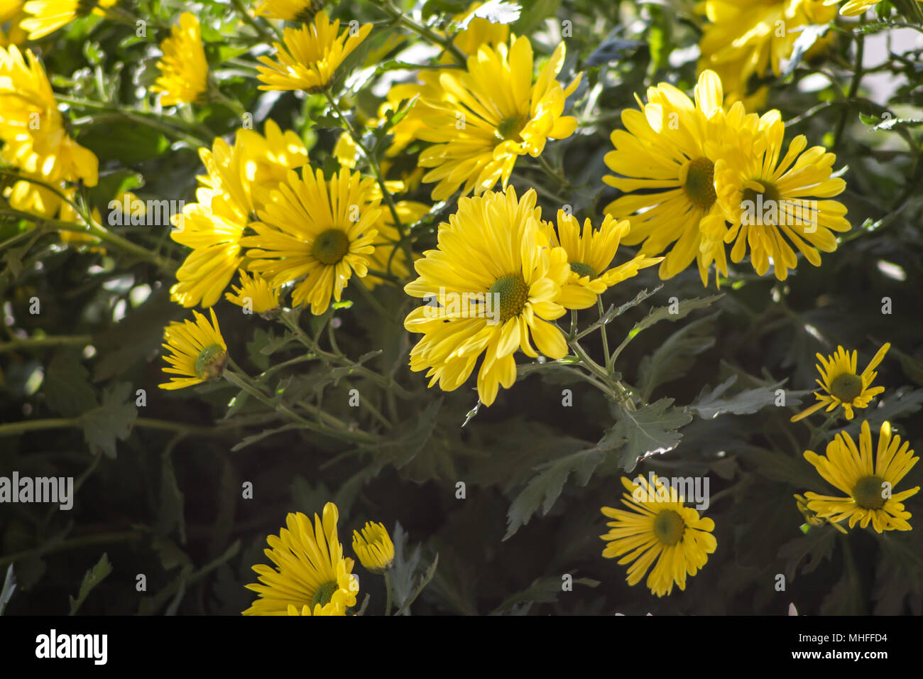 Yellow flowers in a garden Stock Photo - Alamy
