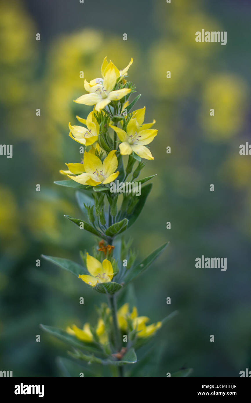 Yellow flowers for your garden hi-res stock photography and images - Alamy