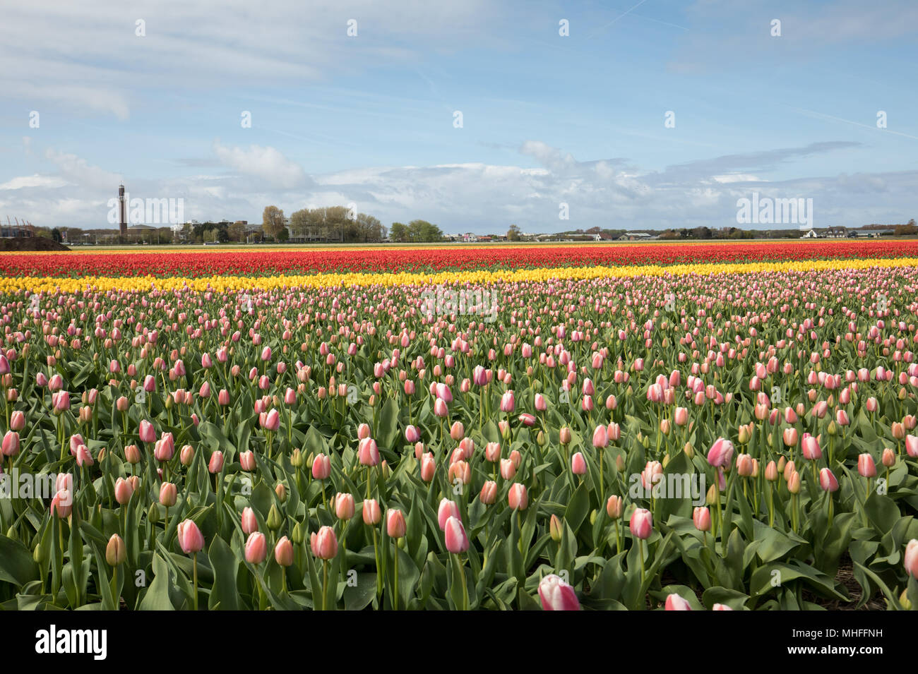 Tulip fields of the Bollenstreek, South Holland, Netherlands Stock ...