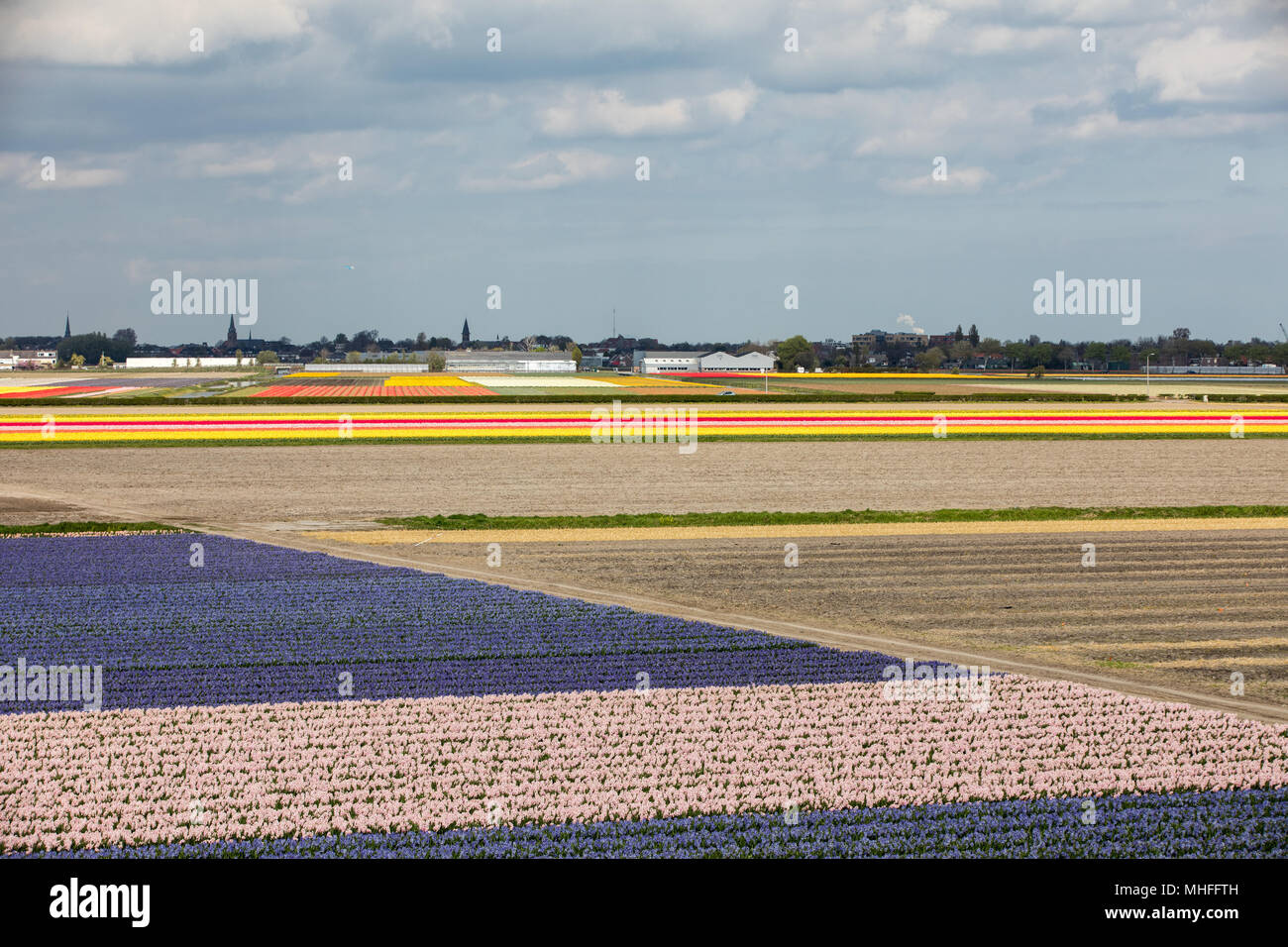 Tulip and hyacinth fields of the Bollenstreek, South Holland ...