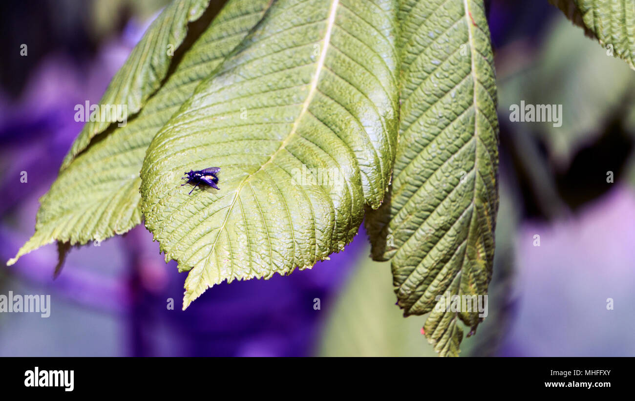 Fly in tree hi-res stock photography and images - Alamy