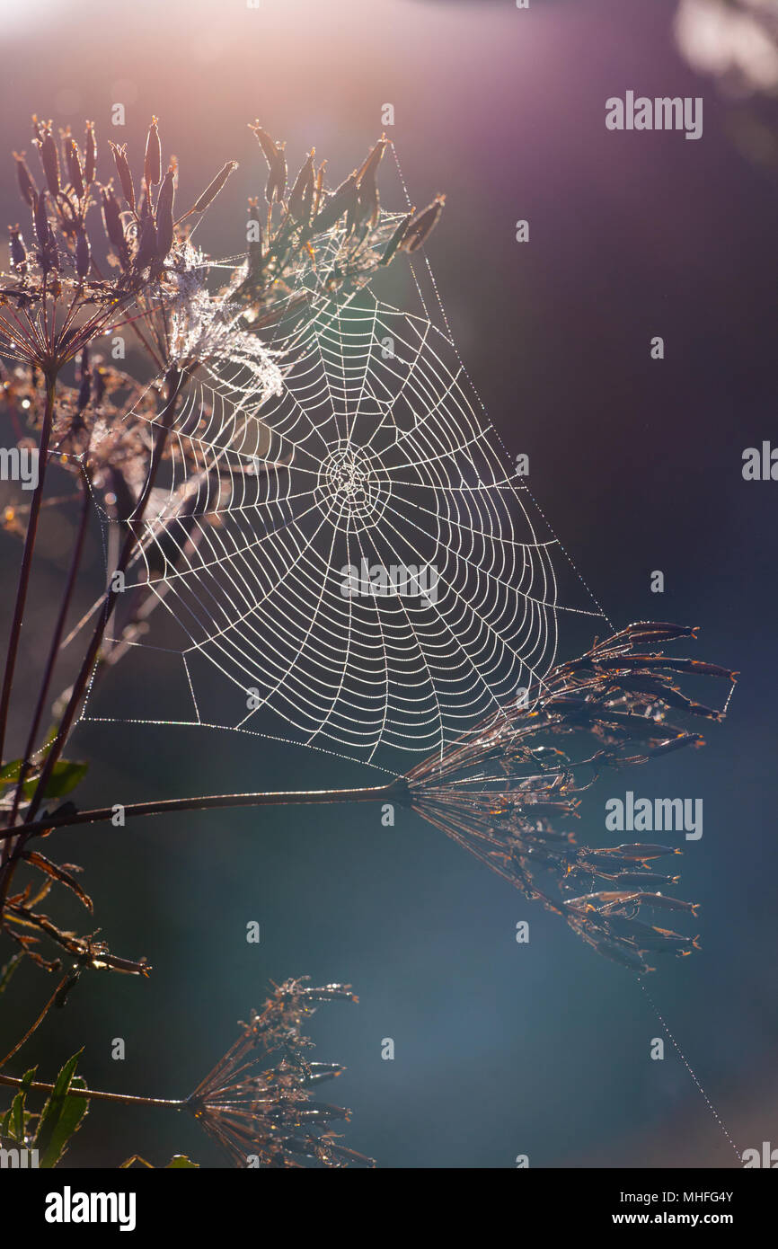 Spider Webs in Morning Sun. Spider webs against the background of the ...