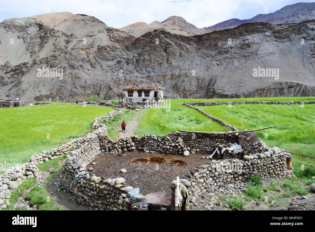Life and living style of Indian village people with agriculture and farming in leh ladakh ...