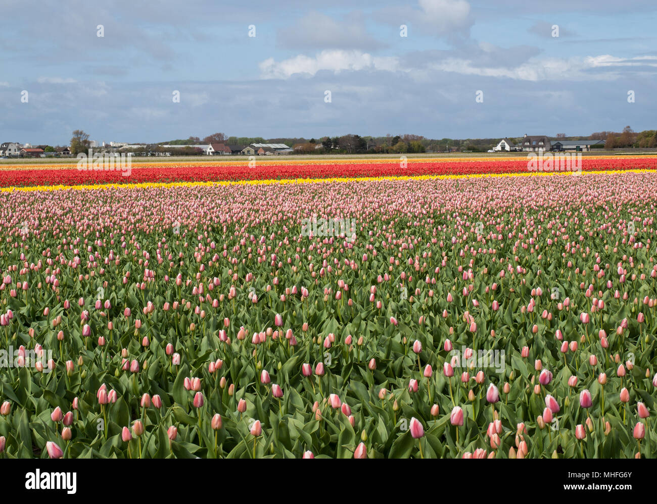 Tulip fields of the Bollenstreek, South Holland, Netherlands Stock ...