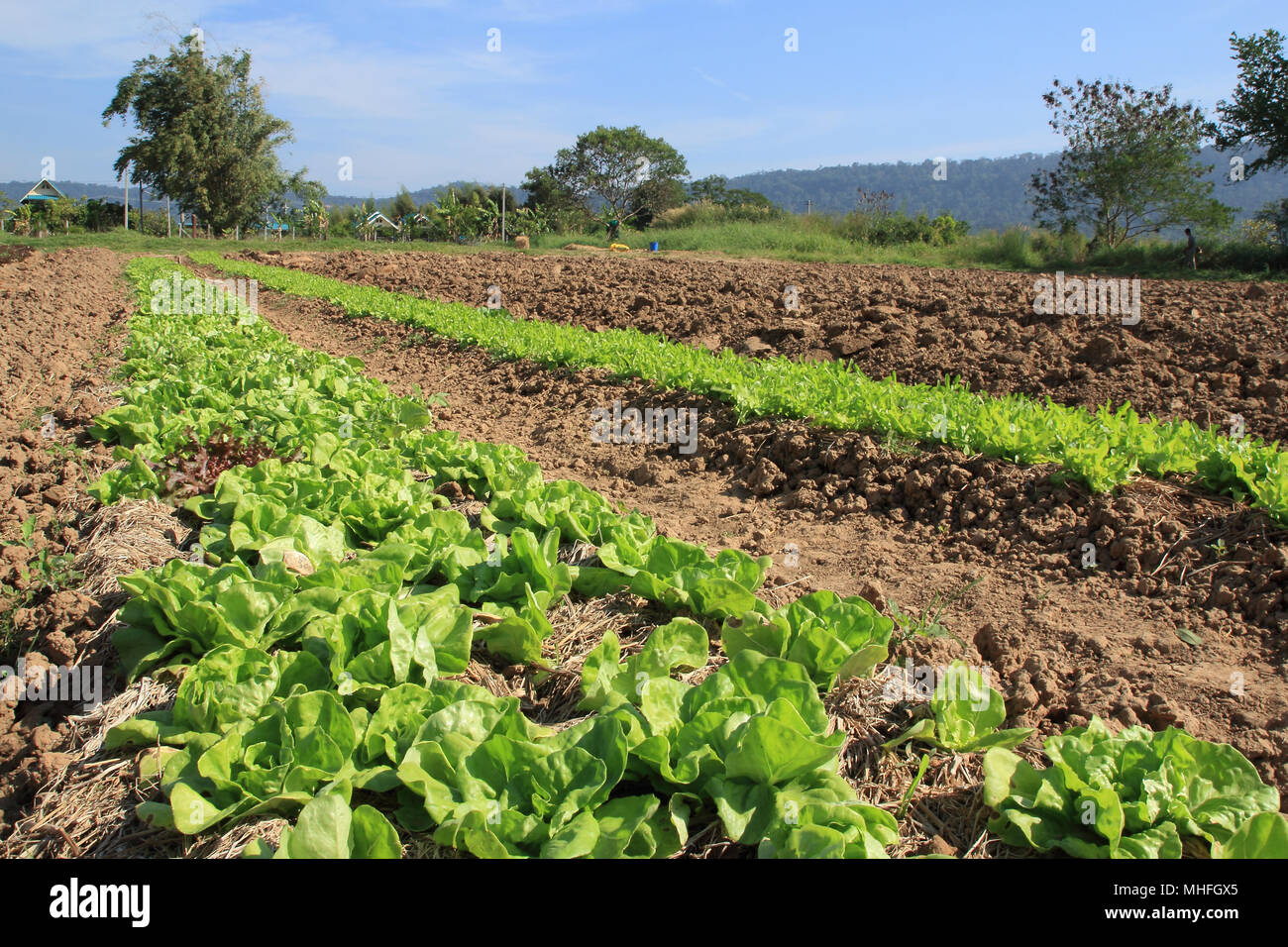 Green rows on field and blue sky background Stock Photo - Alamy