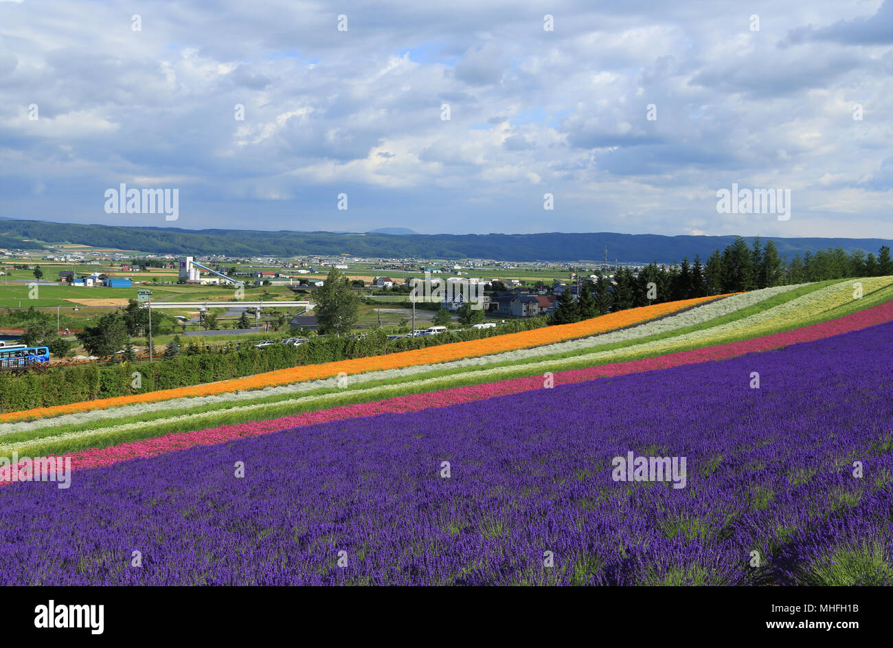 Colorful rainbow flower field during Summer in Furano, Hokkaido Stock ...