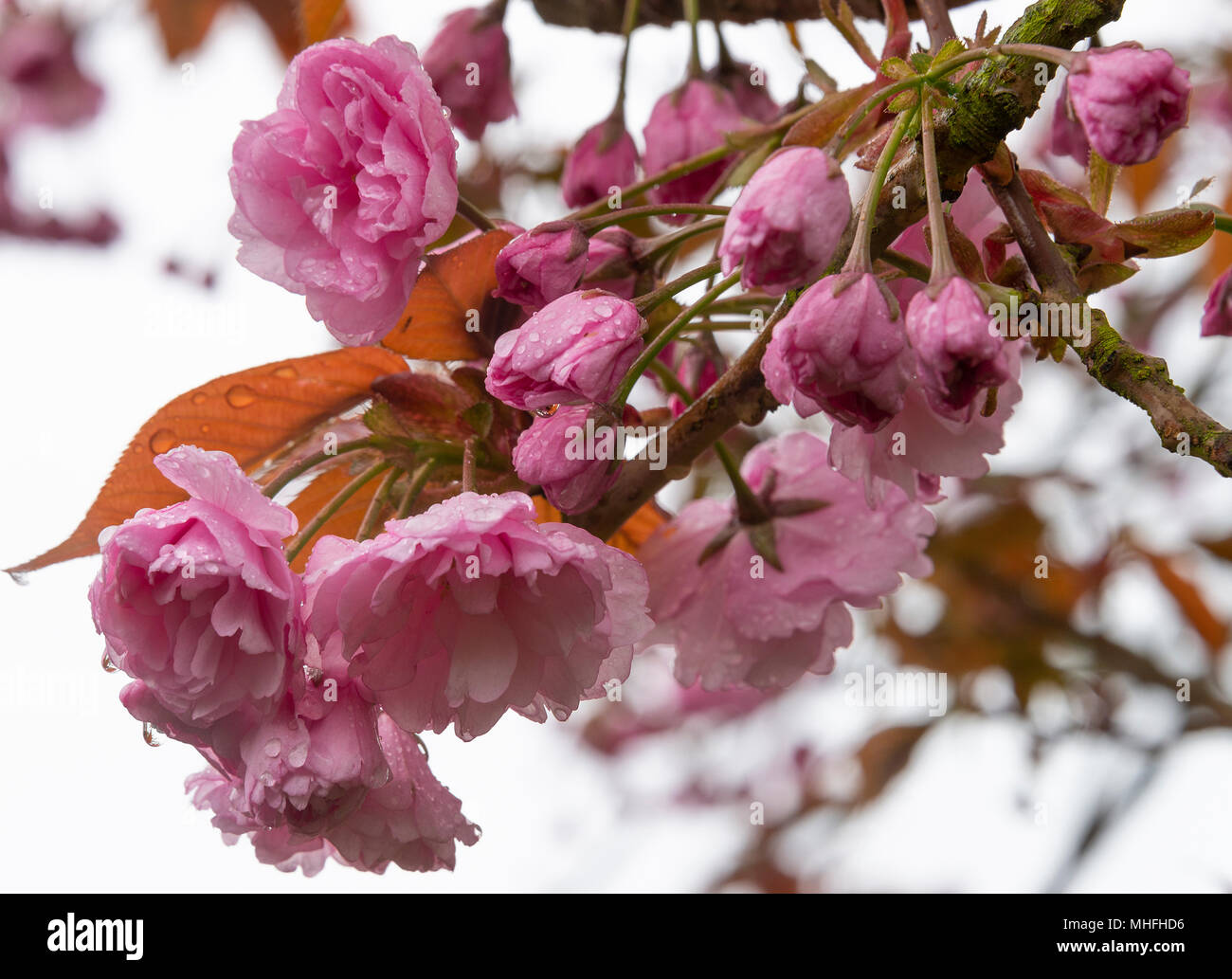 Beautiful Pink Flowering Cherry Blossoms with Double Flowers Pink ...