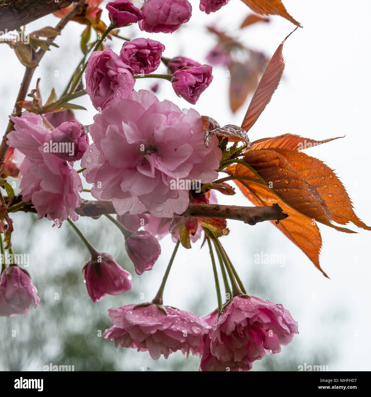 Beautiful Pink Flowering Cherry Blossoms with Double Flowers Pink ...