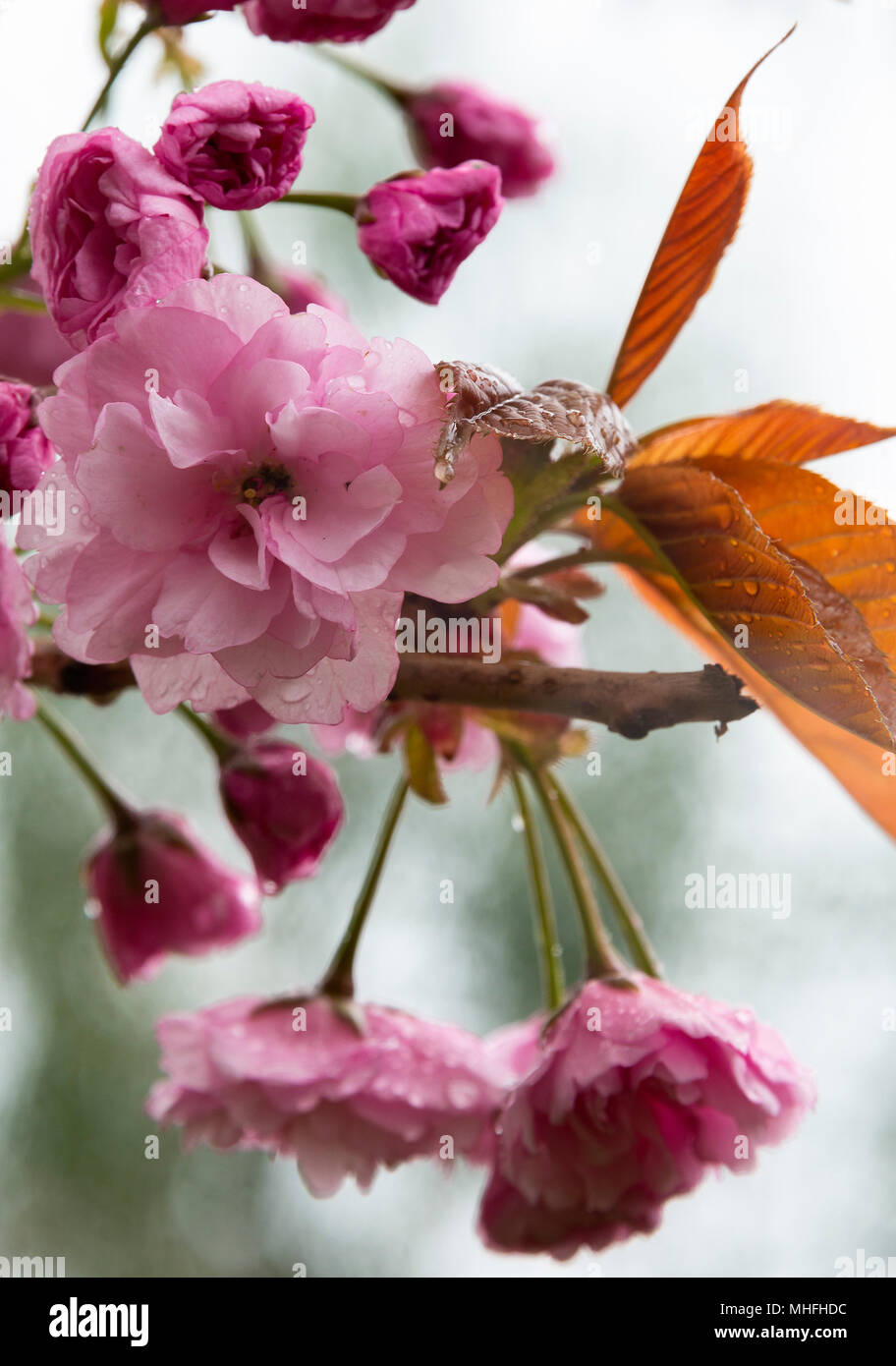Beautiful Pink Flowering Cherry Blossoms with Double Flowers Pink ...