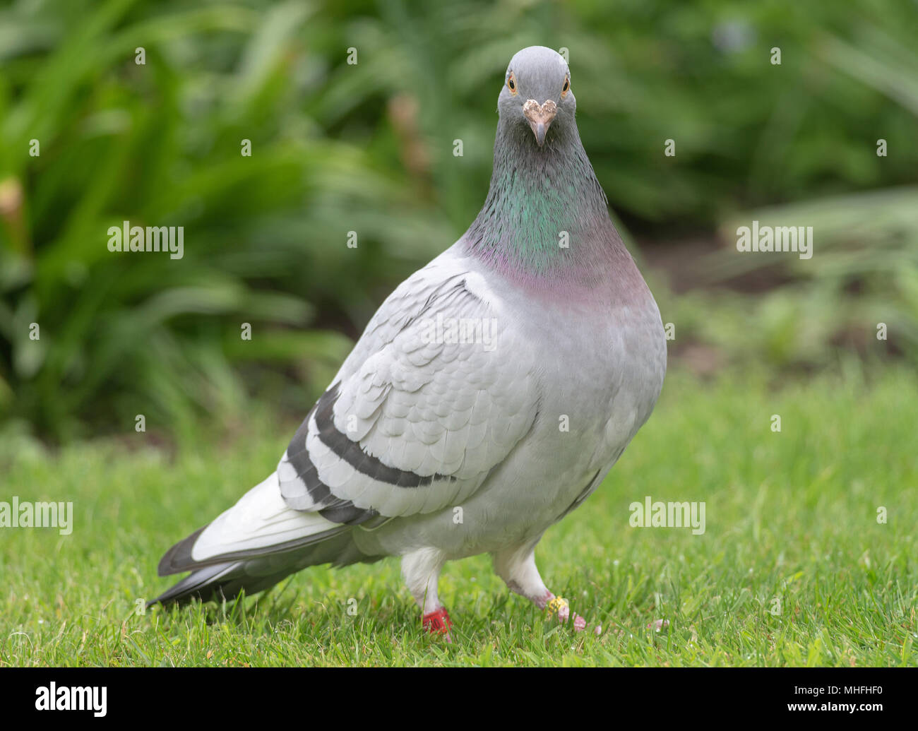 Homing pigeon hi-res stock photography and images - Alamy