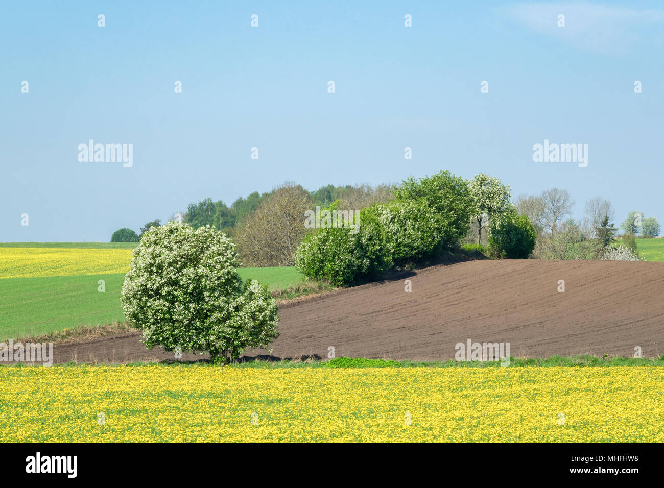 Deciduous trees flowering field hi-res stock photography and images - Alamy