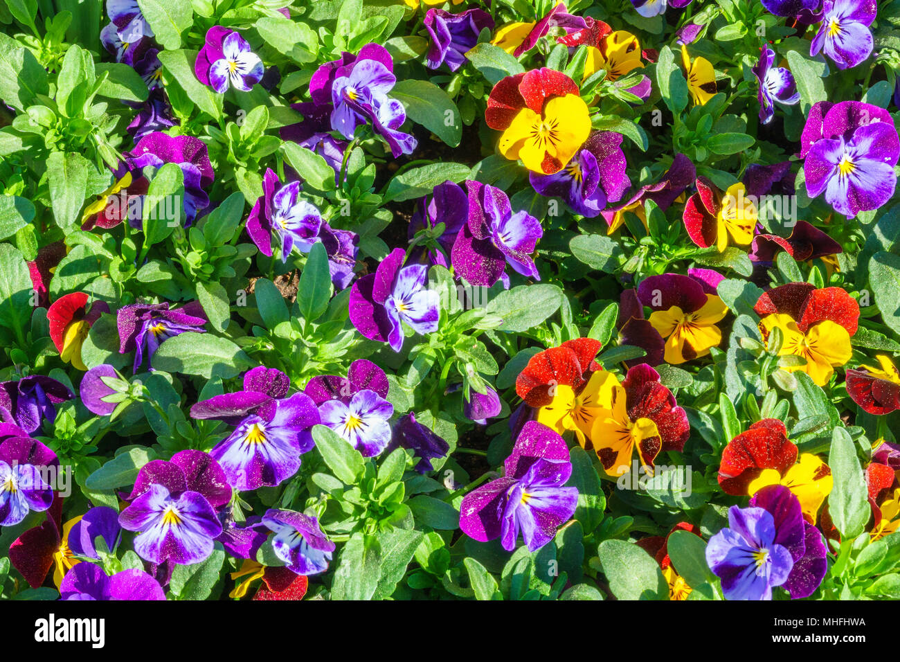 Colorful flowering Pense in a garden Stock Photo - Alamy