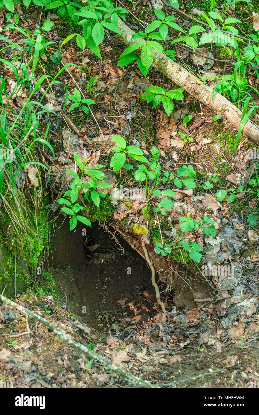 Badger Sett Entrance Hole High Resolution Stock Photography and Images ...