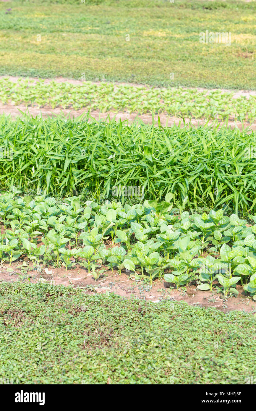 Rows of crops in Tra Que vegetable village between Hoi An and An Bang ...
