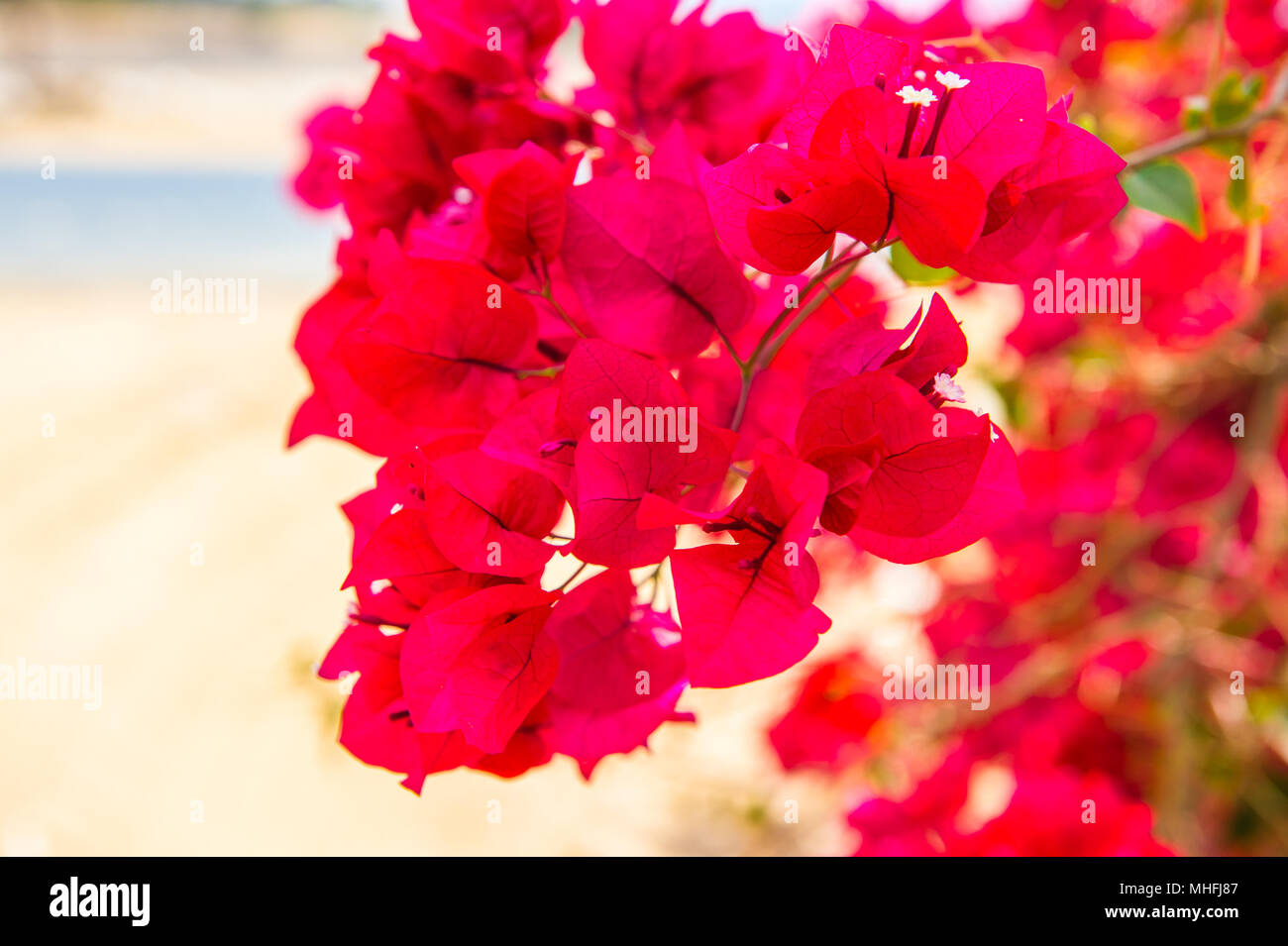 Beautiful Oasis in Egypt Stock Photo - Alamy