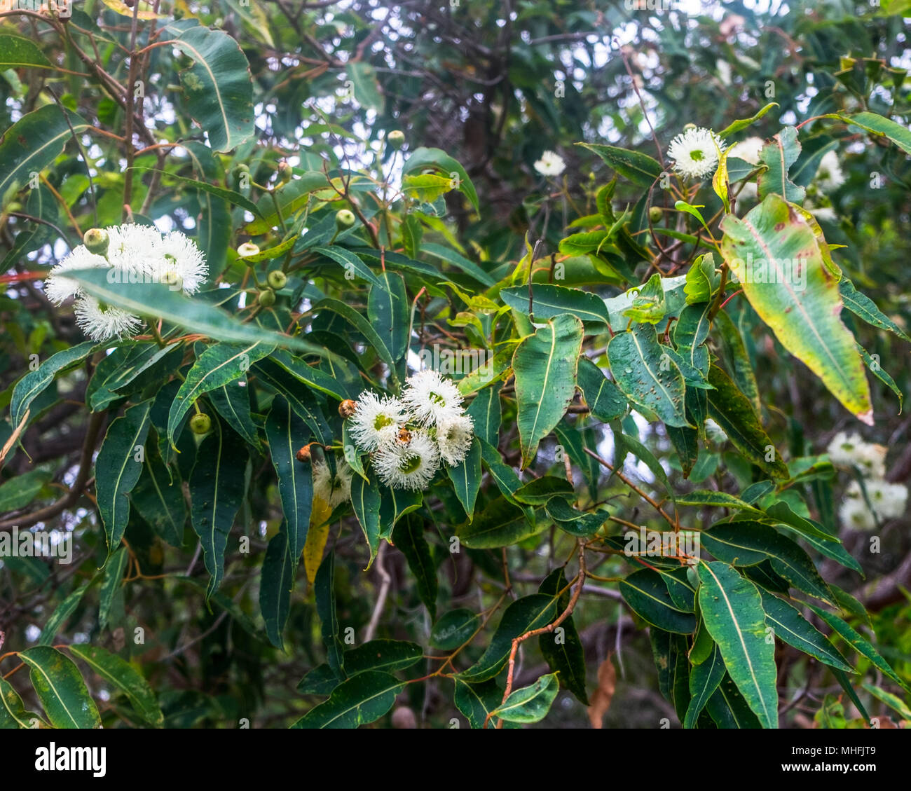 Native plants of australia hi-res stock photography and images - Alamy