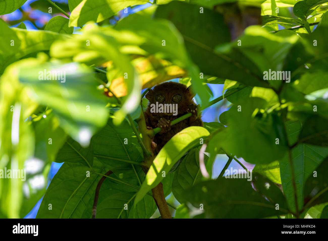 Bohol Philippines 19. April, 2018 A Tarsier, one of the world's ...