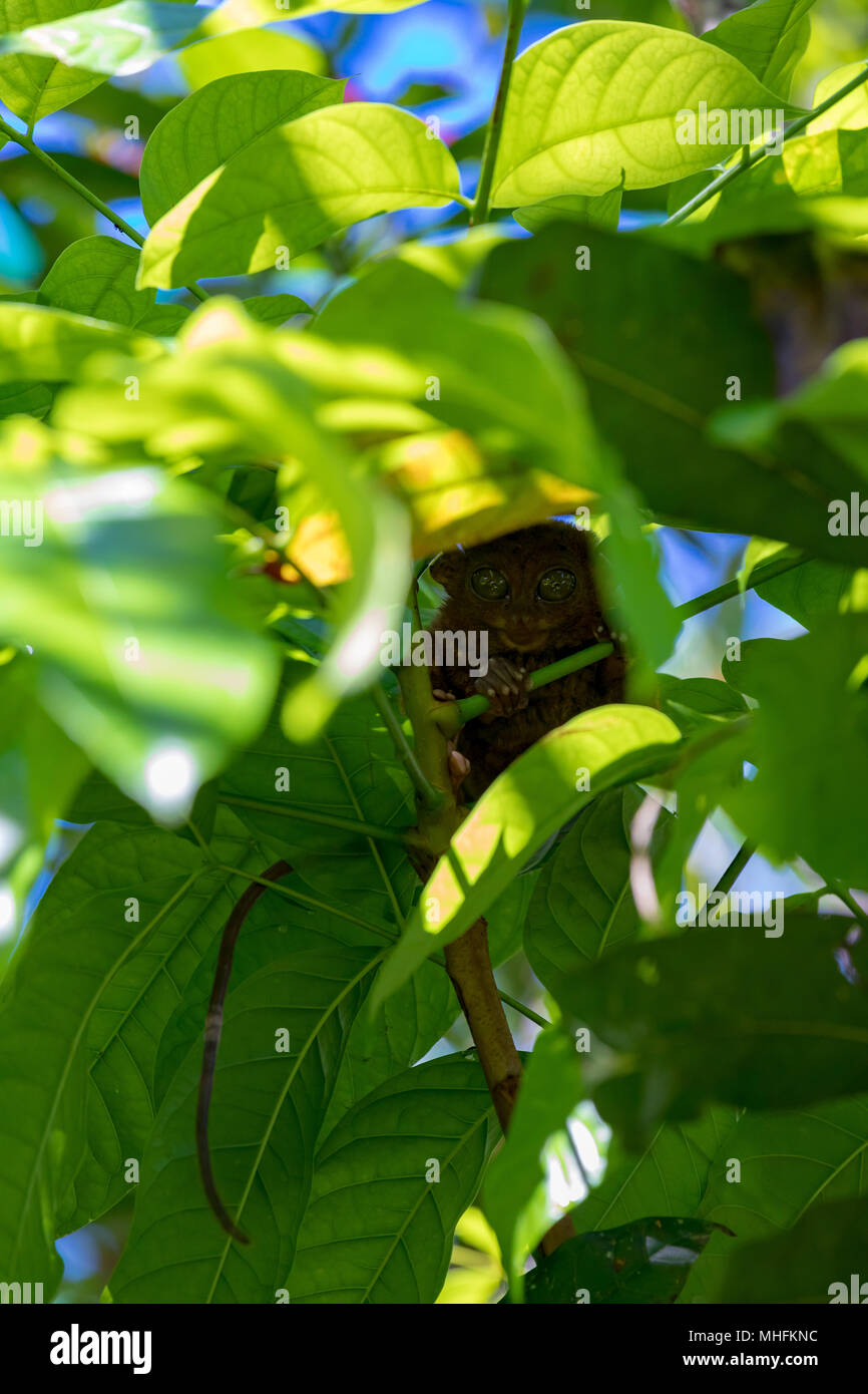 Bohol Philippines 19. April, 2018 A tarsier, one of the world's ...