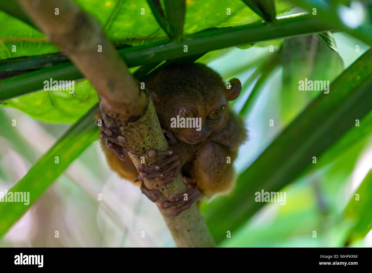 Bohol Philippines 19. April, 2018 A tarsier, one of the world's ...