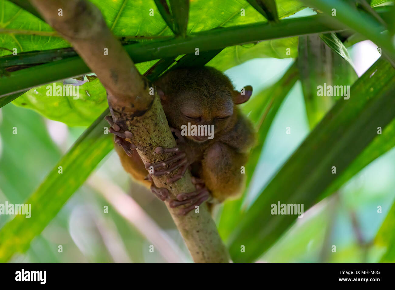 Bohol Philippines 19. April, 2018 A tarsier, one of the world's ...