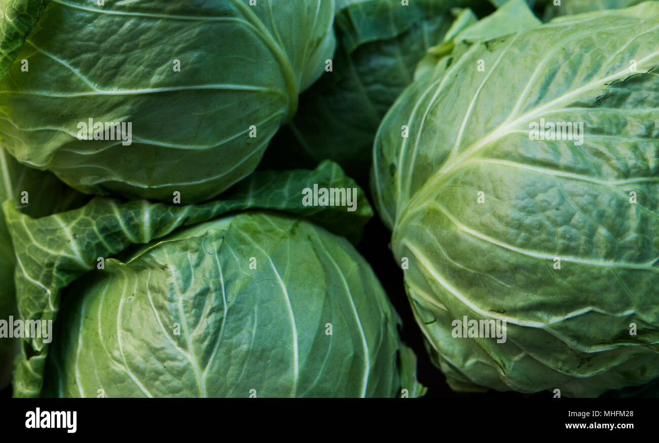 Cabbage background. Fresh cabbage from farm field. Close up macro view ...