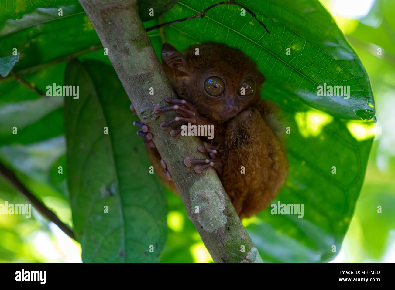 Bohol Philippines 19. April, 2018 A tarsier, one of the world's ...