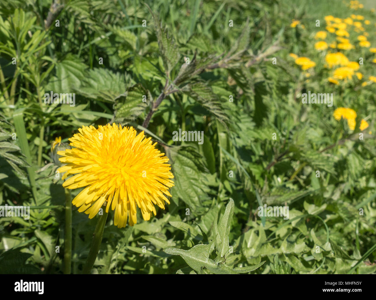 Dandelions in the beautiful spring sunshine Stock Photo - Alamy