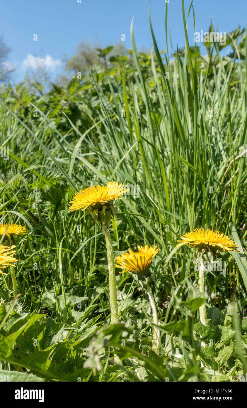 Dandelions in the beautiful spring sunshine Stock Photo - Alamy