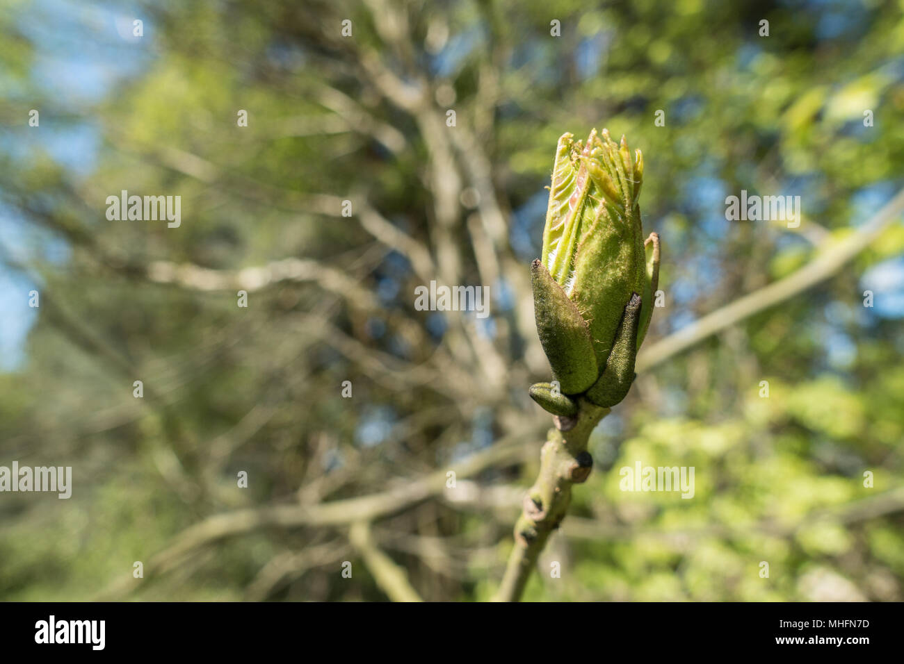 The buds of leaves from a tree waiting to grow Stock Photo - Alamy