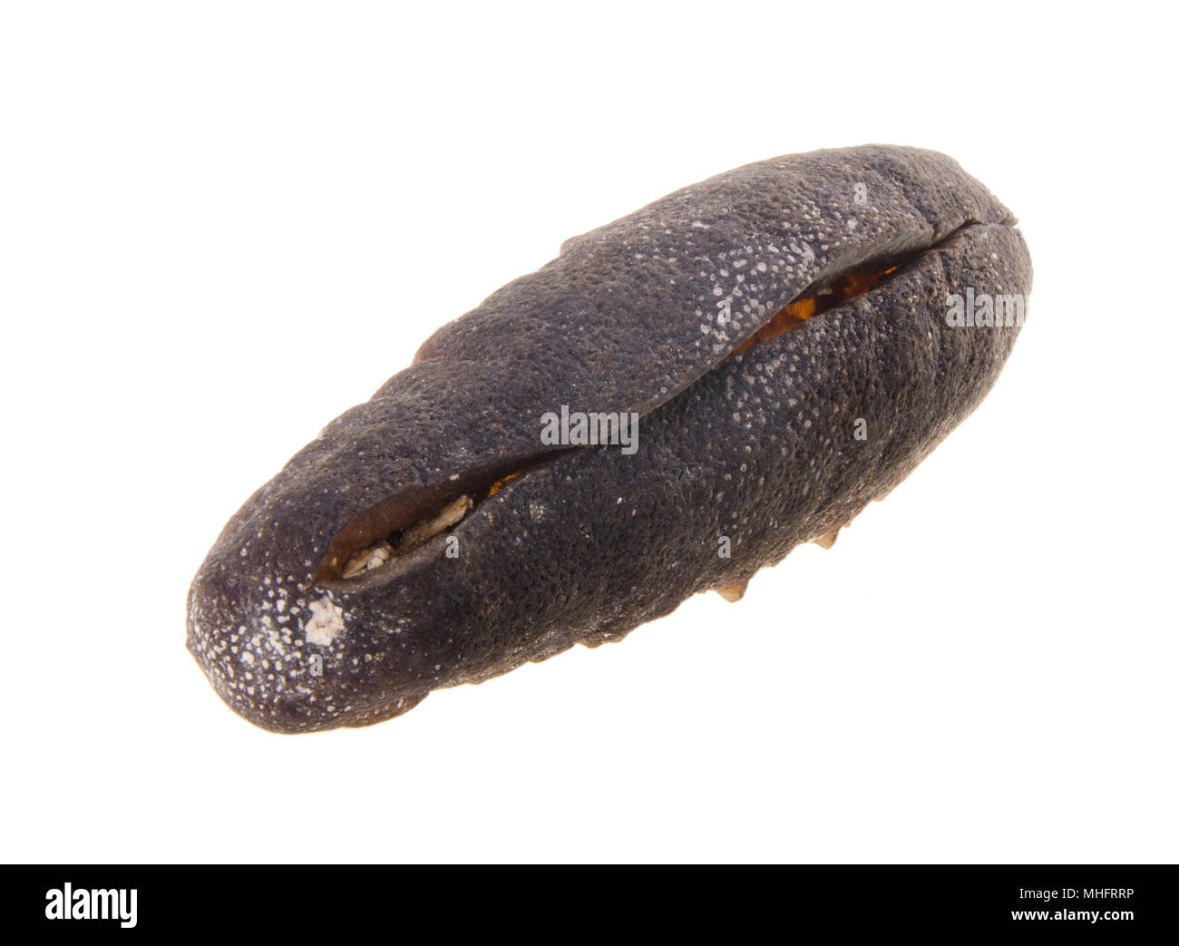 sea cucumber. close up of dried sea cucumber Stock Photo - Alamy