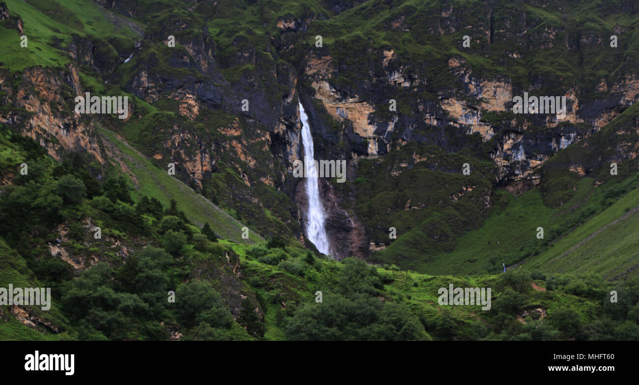 pink flower grown in high altitude Stock Photo - Alamy
