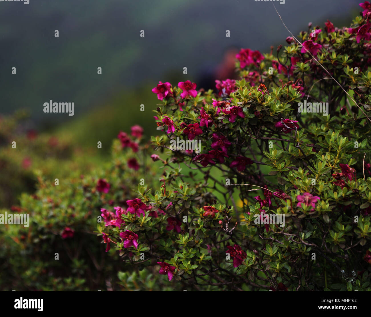 High altitude flower hi-res stock photography and images - Alamy