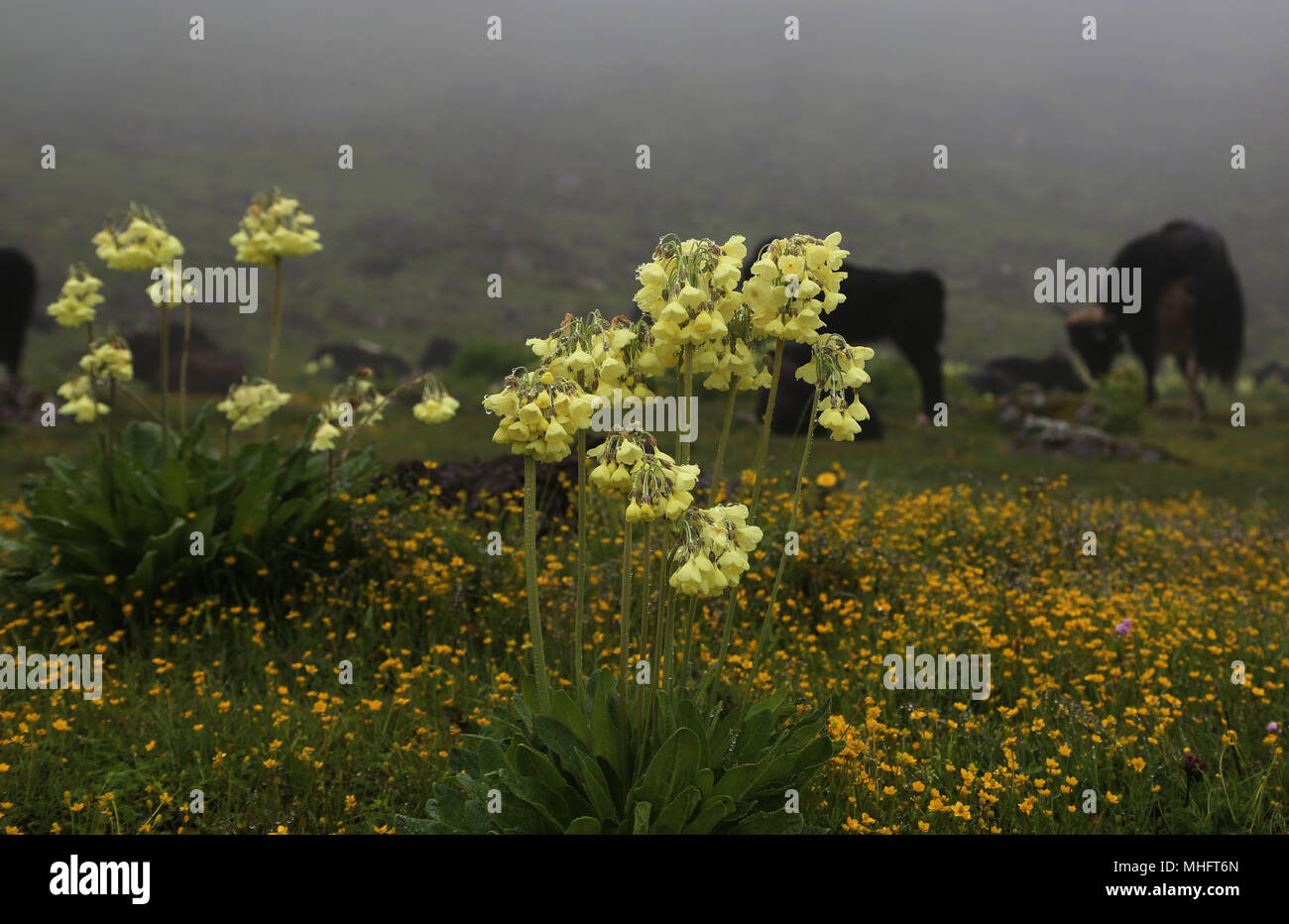 pink flower grown in high altitude Stock Photo - Alamy